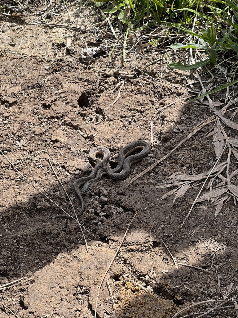 Graham's Crayfish Snake in April 2024 by Caroline Bauman · iNaturalist