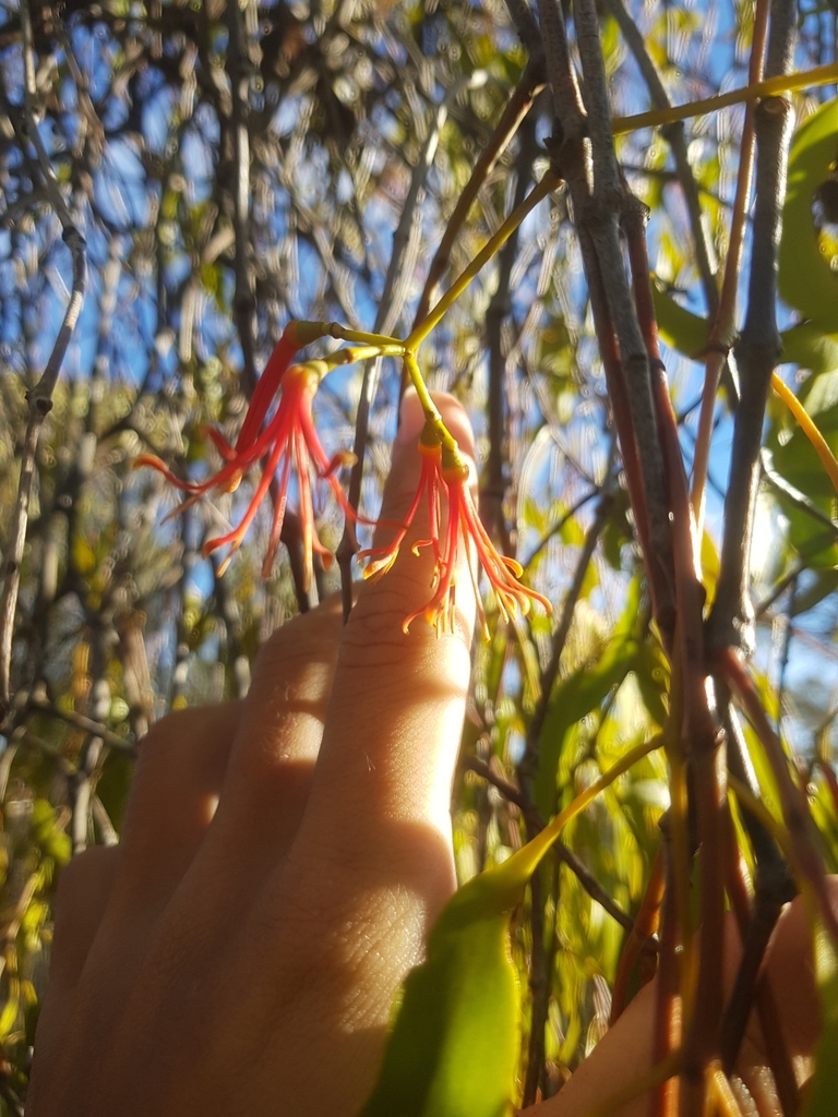 Box Mistletoe from Elachbutting WA 6479, Australia on April 6, 2024 at ...