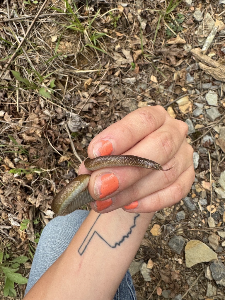 Eastern Worm Snake from Great Smoky Mountains National Park, Tallassee ...