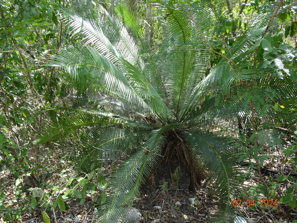 Chestnut Dioon in April 2024 by Gerson Herrera · iNaturalist