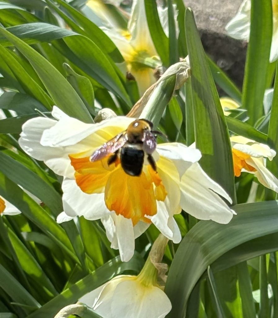 Large Carpenter Bees from Eastern Illinois University, Charleston, IL ...