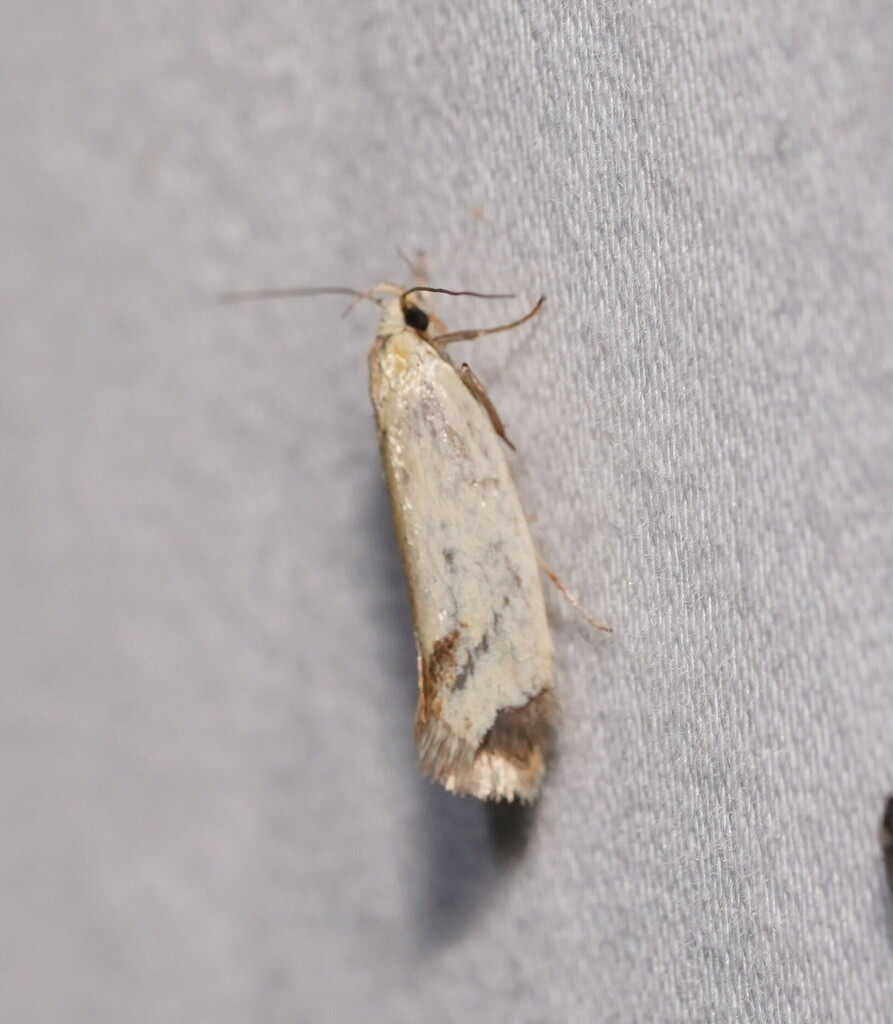 Curved-horn Moths from Monbulk VIC 3793, Australia on February 25, 2024 ...