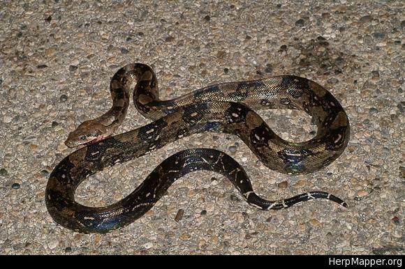 Central American Boa from Centla, MX-TB, MX on May 28, 2006 at 08:00 PM ...