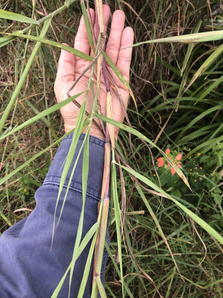 Angleton Bluestem from Cooinda St, Eastern Heights, QLD, AU on April 9 ...