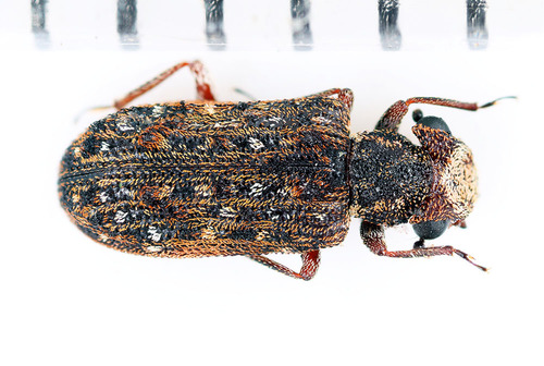 Genus Acropis · iNaturalist