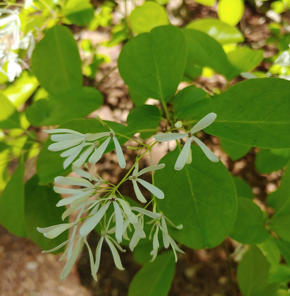 Tassel Tree from North Decatur, GA, USA on April 8, 2024 at 10:51 AM by ...