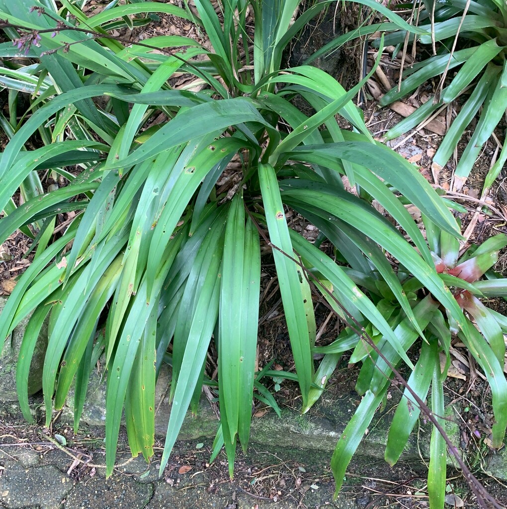 flax-lilies from Cairns QLD, Australia on April 9, 2024 at 08:54 AM by ...