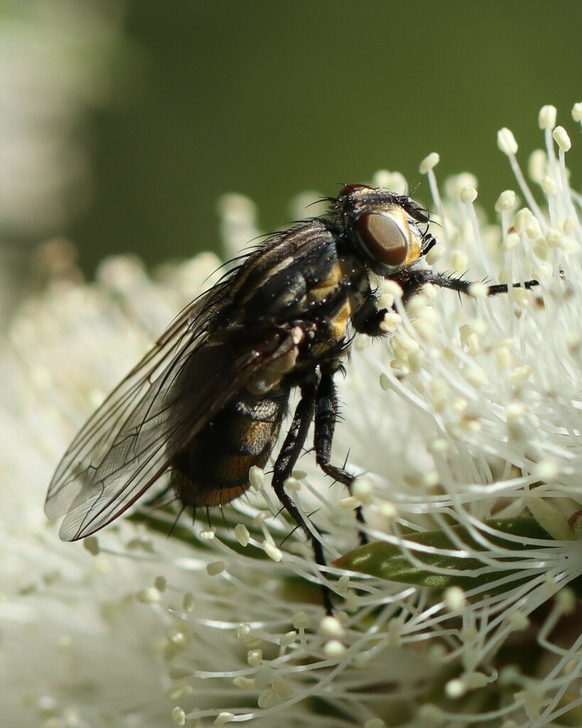 Flies from Portland West VIC 3305, Australia on February 14, 2024 at 04 ...