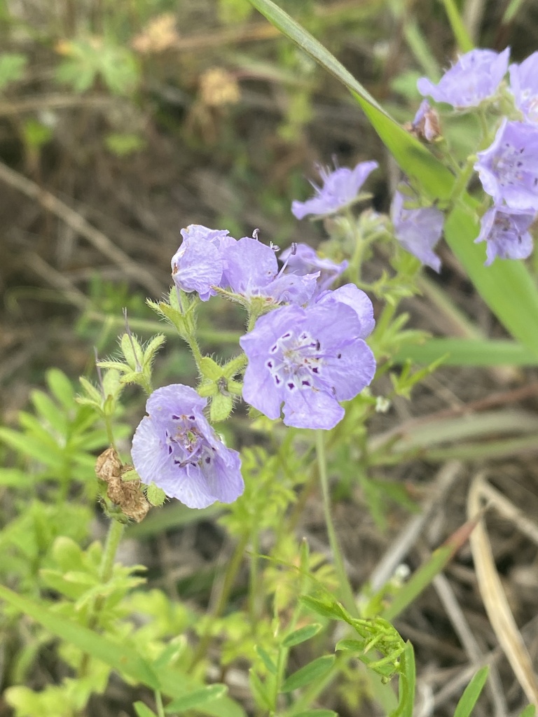 Fuzzy Phacelia from Hugo, OK, US on April 08, 2024 at 10:39 AM by ...