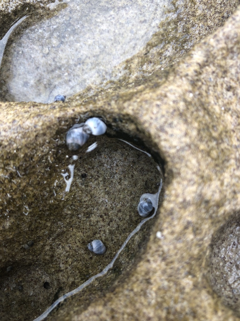 Little Blue Periwinkle from Mahon Pool, Maroubra, NSW, AU on April 9 ...