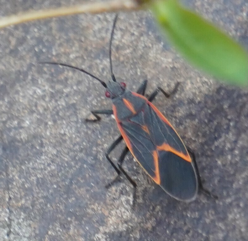 Eastern Boxelder Bug from Martinsville, Bridgewater, NJ, USA on April 8 ...