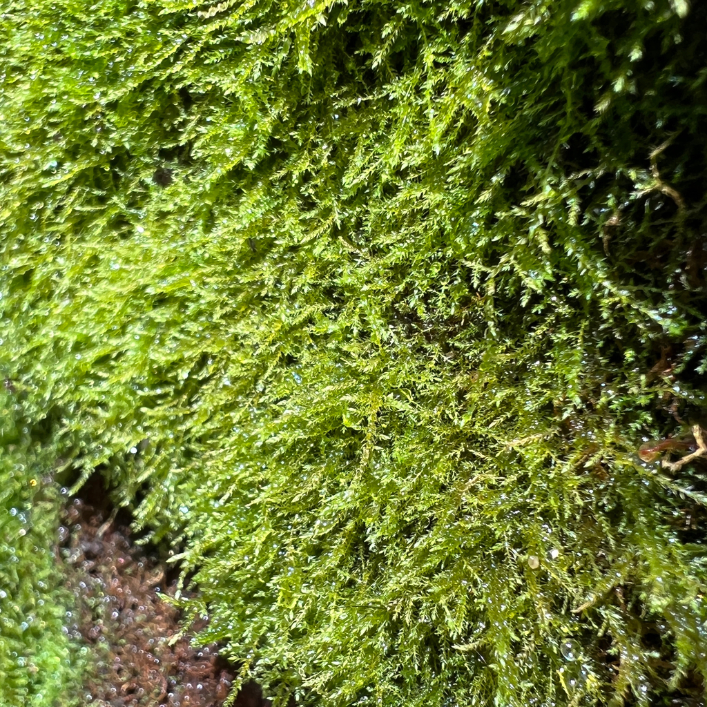 tangled thread moss from Central Ave, Hot Springs, AR, US on April 8 ...