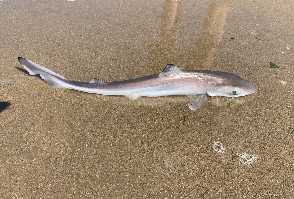 School Shark in July 2022 by oscar_wainwright. Immediately returned. So ...