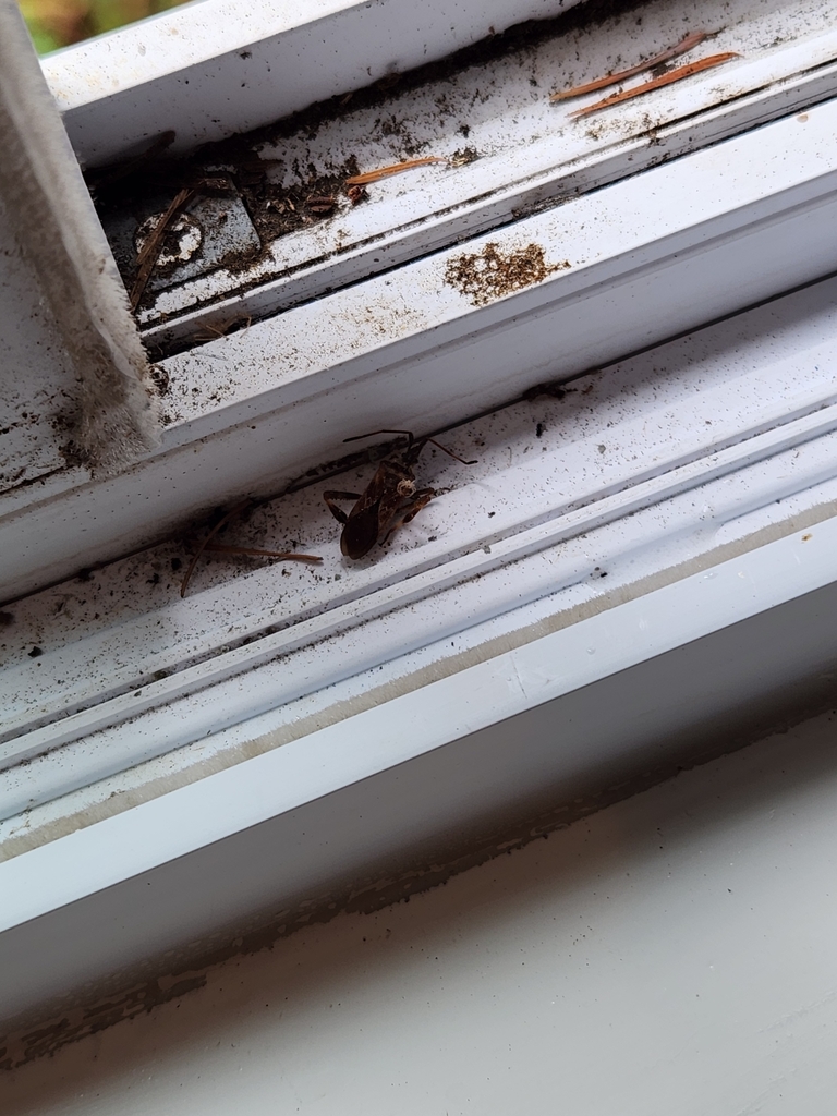 Western Conifer Seed Bug from Union Hill-Novelty Hill, WA, USA on April ...