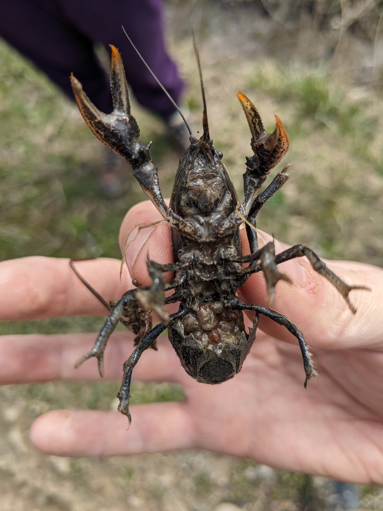 Digger Crayfish from St Williams, ON N0E 1P0, Canada on April 8, 2024 ...