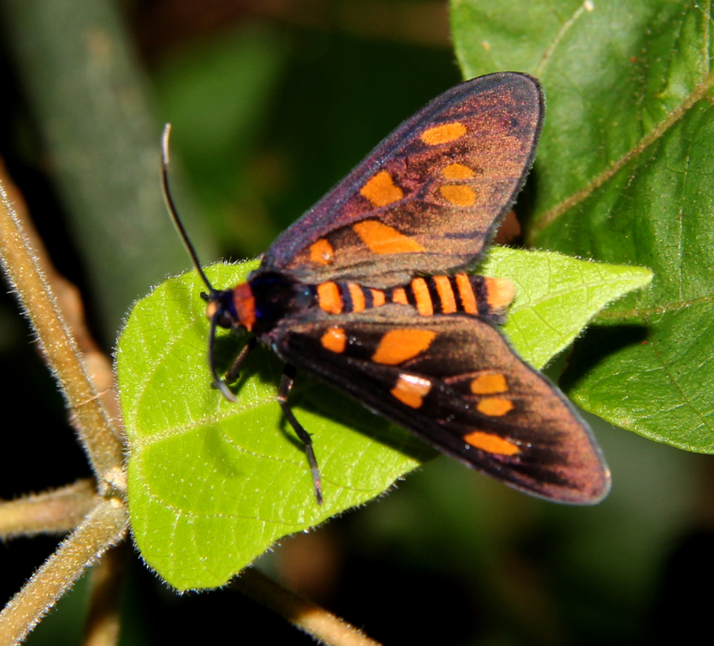 Amata nigriceps from Burleigh Head NP, Gold Coast QLD, Australia on ...