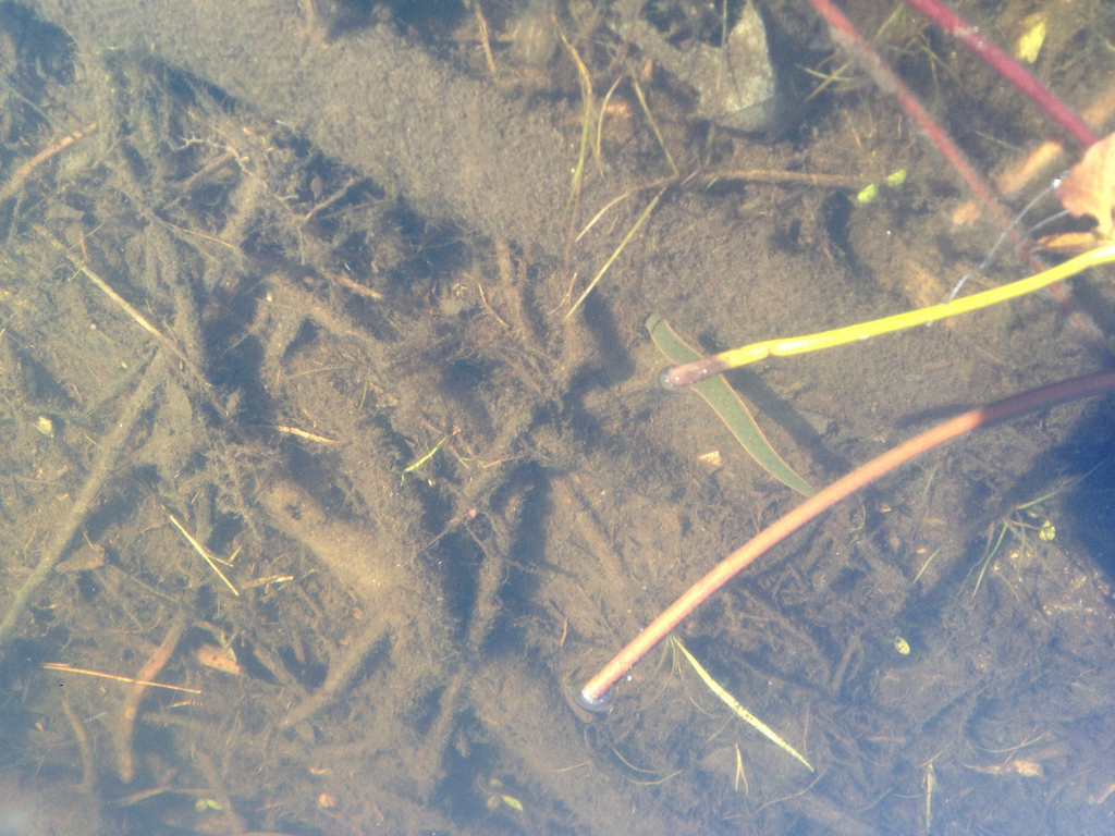 Macrobdella from 03054, Merrimack, NH, US on May 11, 2016 at 04:57 PM ...