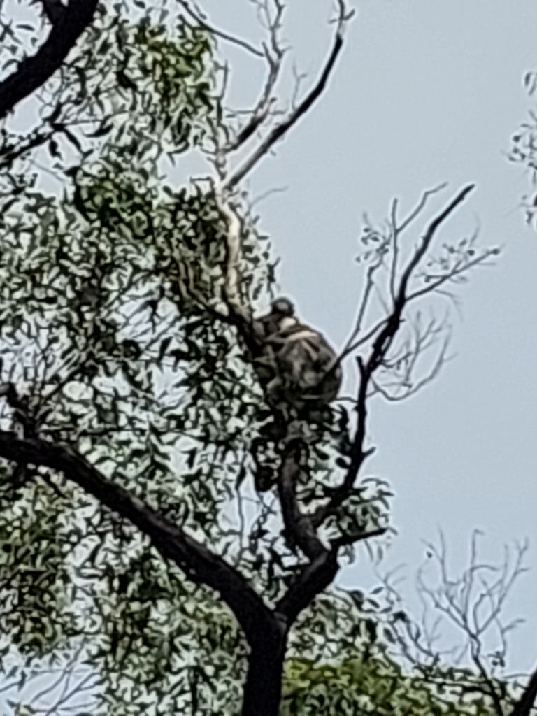 Koala from Ballarat - South, AU-VI, AU on April 9, 2024 at 10:01 AM by ...