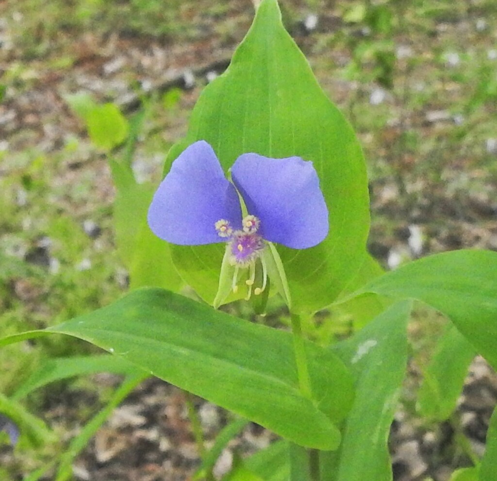 False dayflower from Comal, Texas, United States on April 8, 2024 at 10 ...