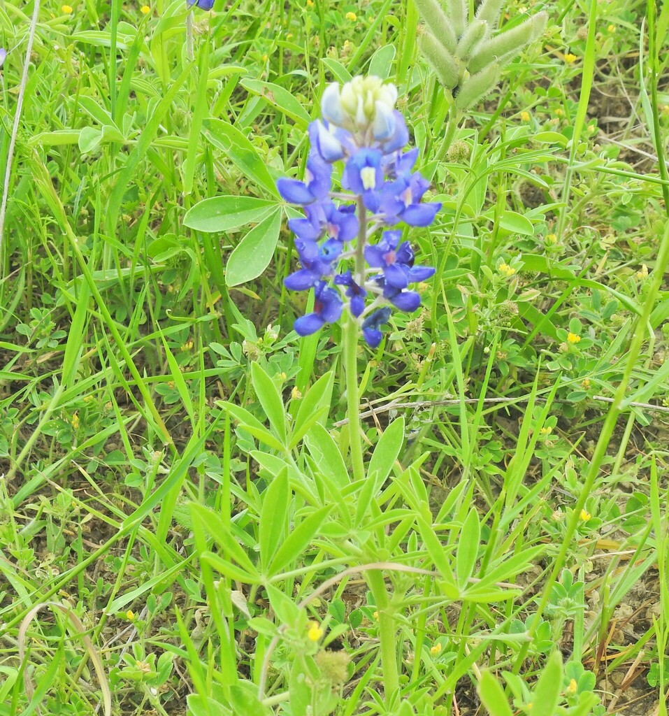 Texas bluebonnet from Comal County, TX, USA on April 8, 2024 at 12:12 ...