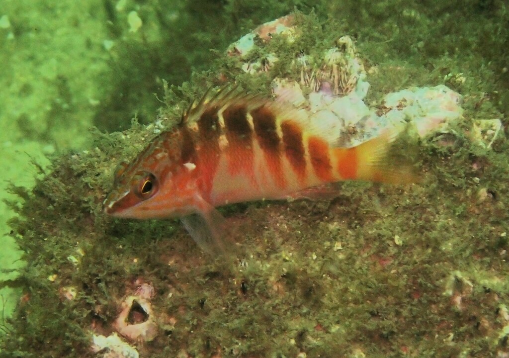 Halfbanded Seaperch from Port Stephens, NSW, Australia on March 6, 2024 ...