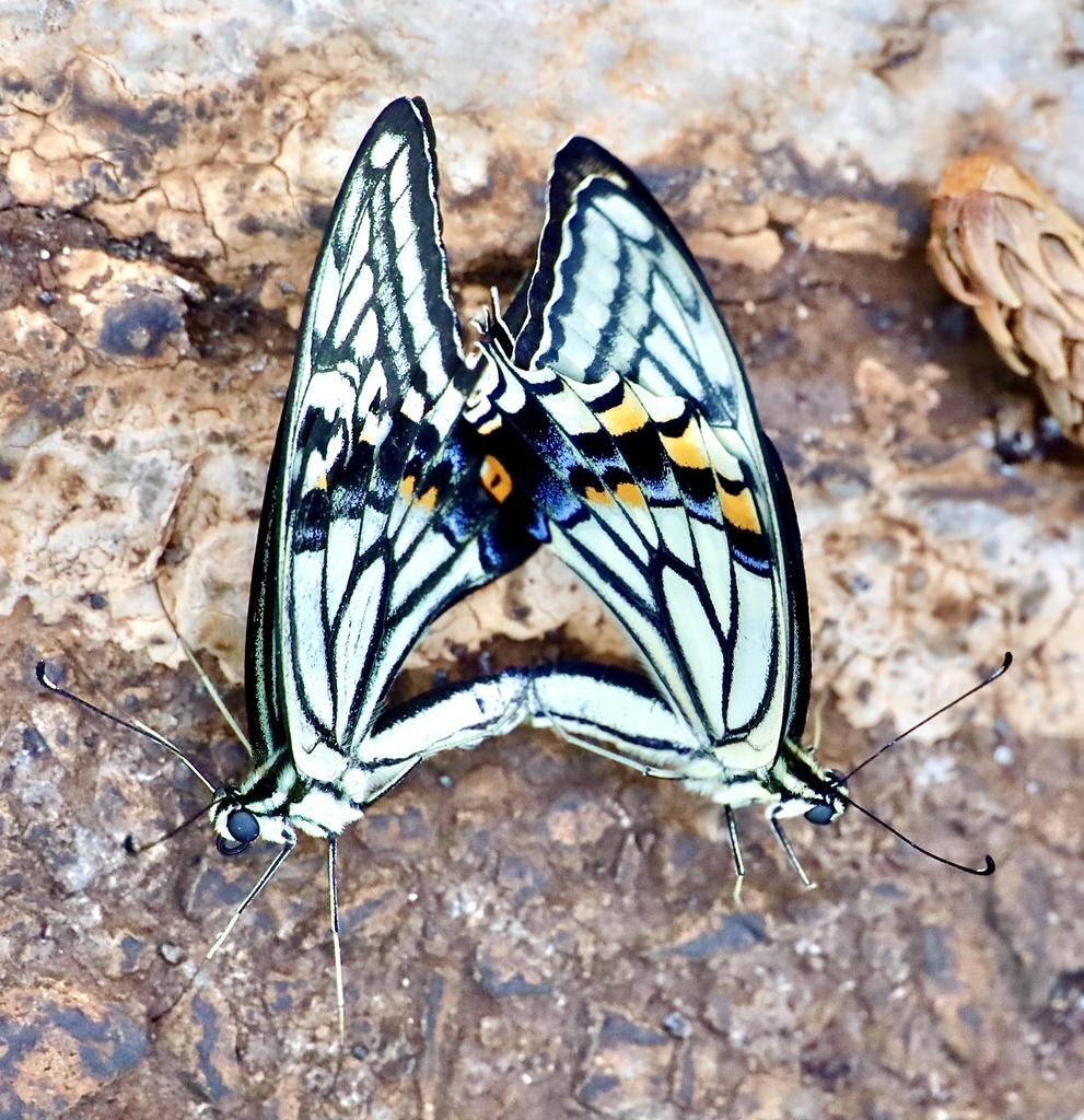 Chinese Yellow Swallowtail from Molokaʻi, Hoolehua, HI, US on April 7 ...