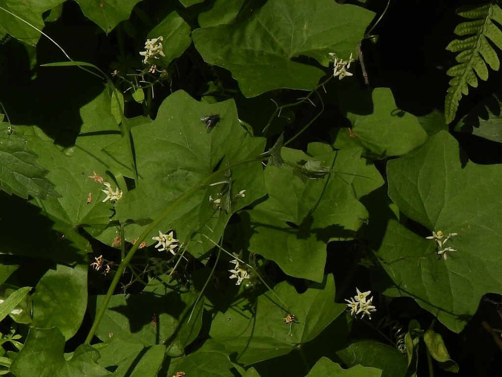 California manroot from Olompali State Historic Park, 8901 Redwood Blvd ...