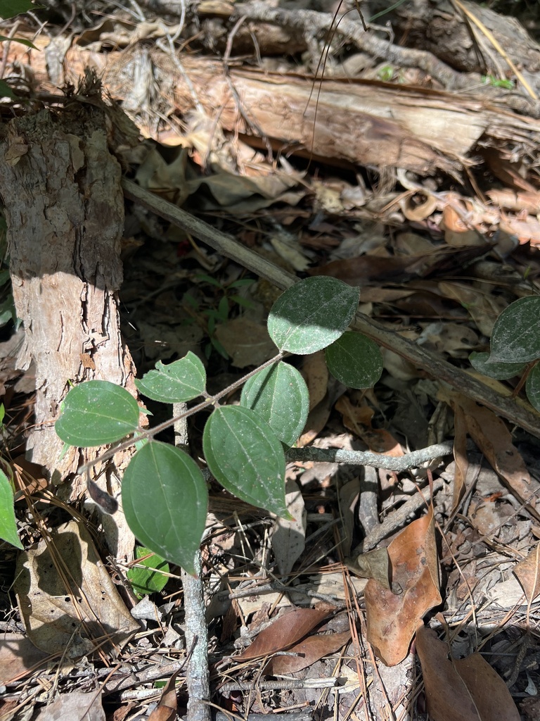 scrub turpentine in November 2023 by slk90 · iNaturalist
