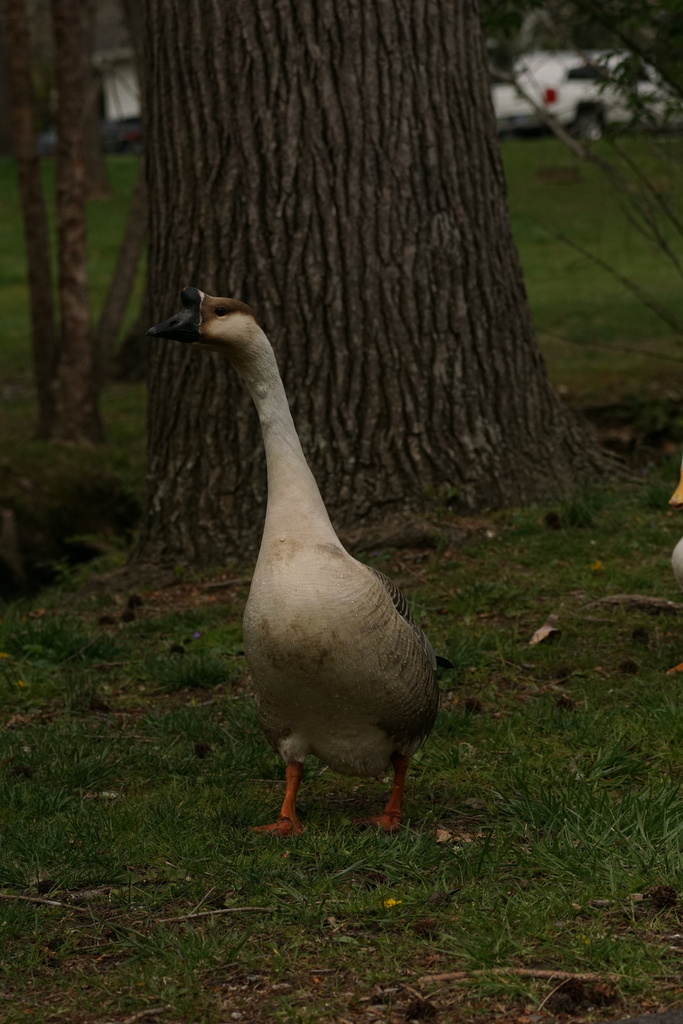 Swan Goose from University, Blacksburg, VA, USA on April 8, 2024 at 12: ...