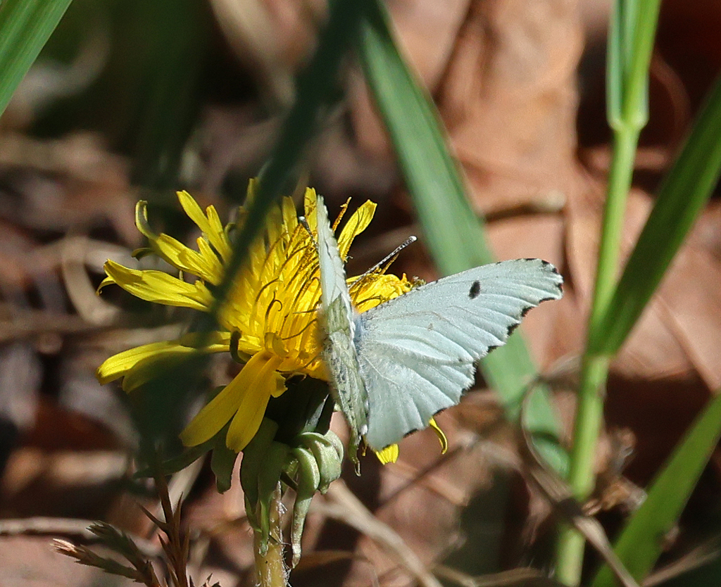 Falcate Orangetip in April 2024 by Ron Goetz. Female visiting Dandelion ...