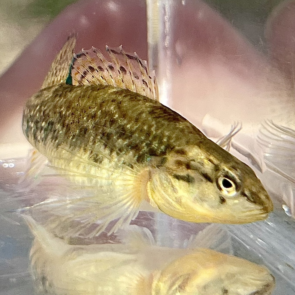 Rainbow Darter from Stewart County, TN, USA on April 7, 2024 by Dwight ...