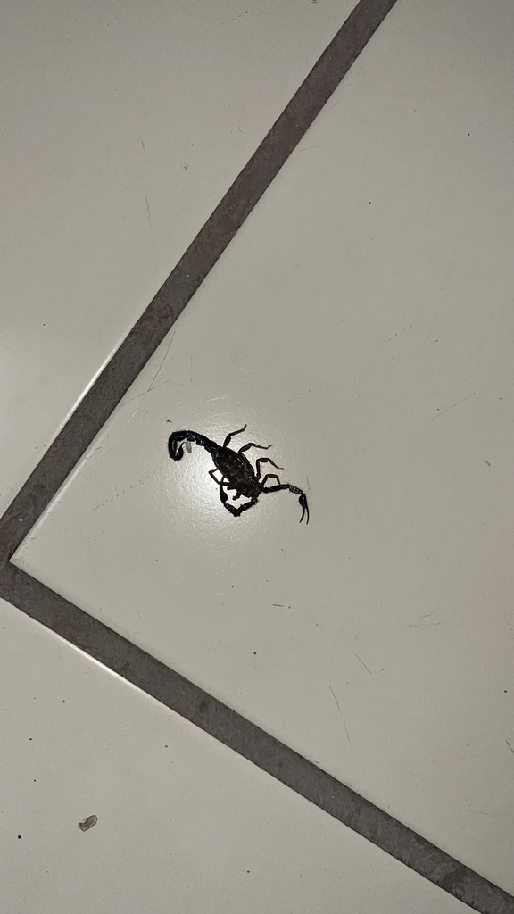 Iurida from Calle 5 de Mayo, Fresnillo, Zac., MX on January 12, 2024 at ...