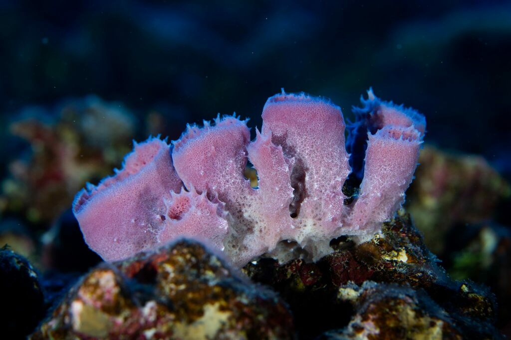 Luffariella from Cook Islands on February 27, 2024 at 03:57 PM by Kirby ...