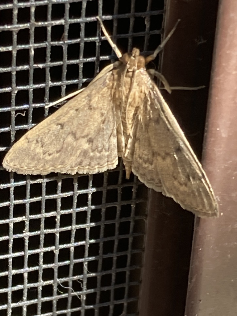 Grass Webworm Moth in April 2024 by Christine Rand. About 2cm in body ...
