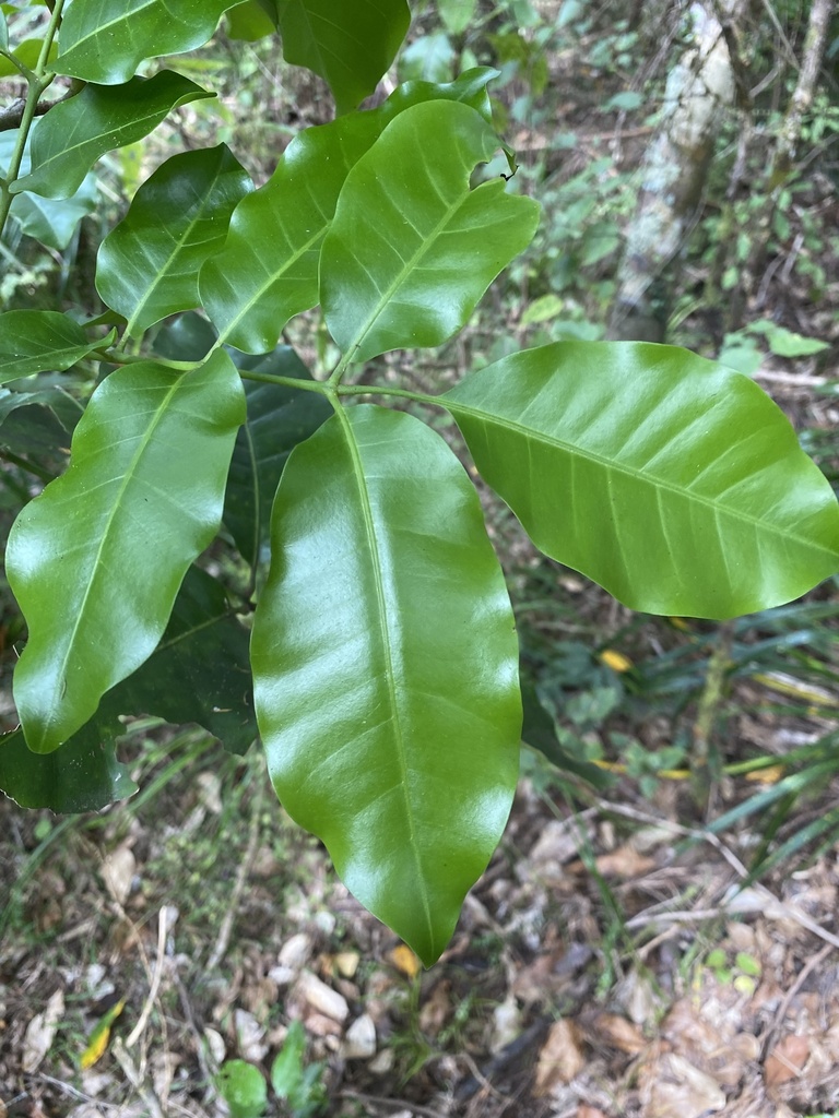 Kohekohe from North Island / Te Ika-a-Māui, Te Kao, Northland, NZ on ...