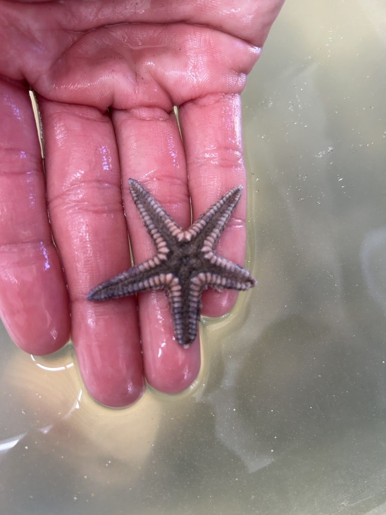 Flat Sea Star from Georgetown, SC, US on April 7, 2024 at 02:42 PM by ...