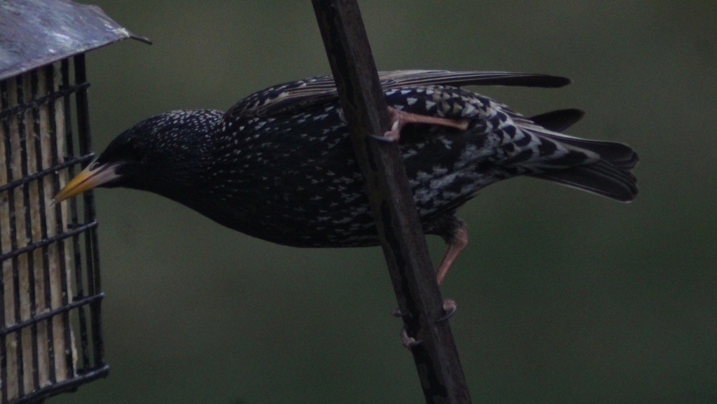 European Starling from New Franklin, OH, USA on April 8, 2024 at 04:58 ...