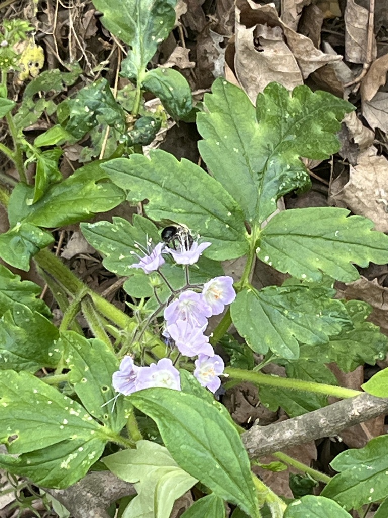 Bees from Radnor Lake State Park, Nashville, TN, US on April 7, 2024 at ...