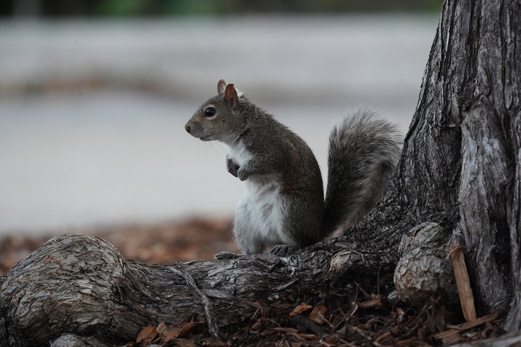 Eastern Gray Squirrel from John Pennekamp Coral Reef State Park, Key ...