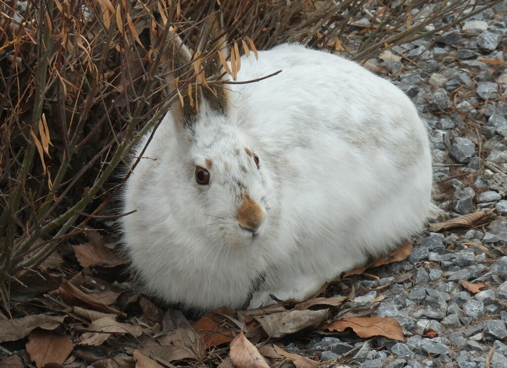 White-tailed Jackrabbit from Southwest Calgary, Calgary, AB, Canada on ...