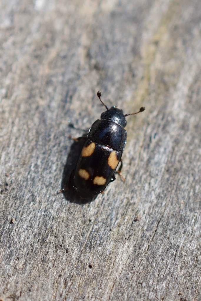 Four-spotted Sap Beetle from Eagle Creek Park, Indianapolis, IN, US on ...