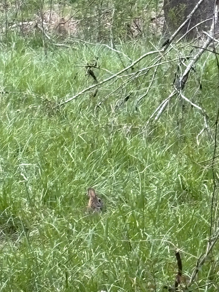 Eastern Cottontail from Farmville, VA, US on April 8, 2024 at 07:31 PM ...
