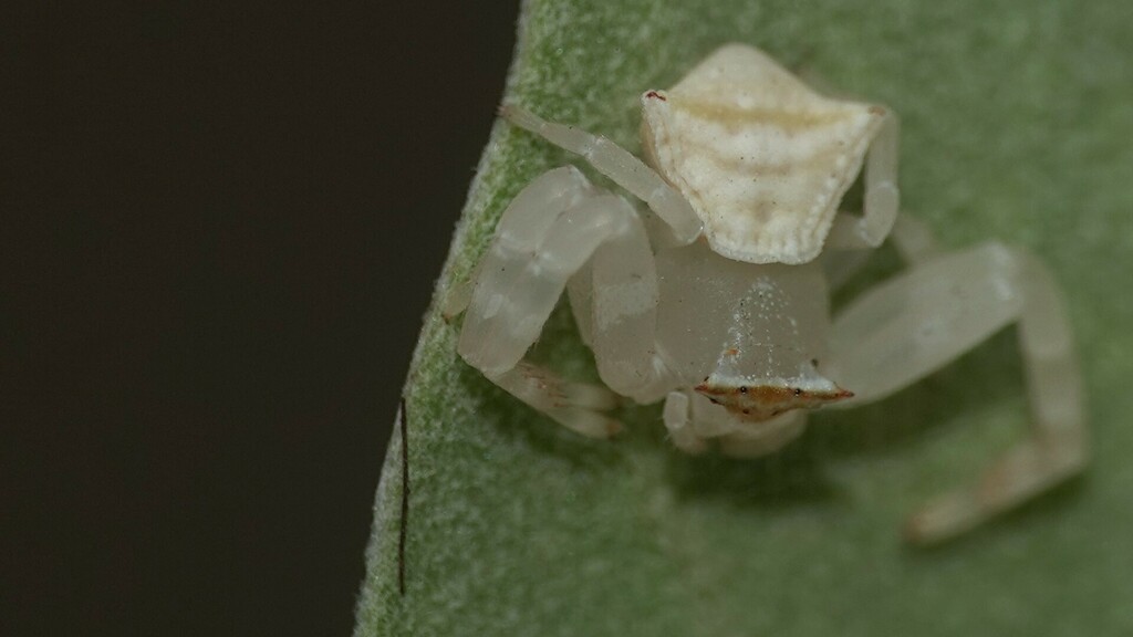 Flower Crab Spiders from Ovalekar Wadi Butterfly Garden, Thane on April ...