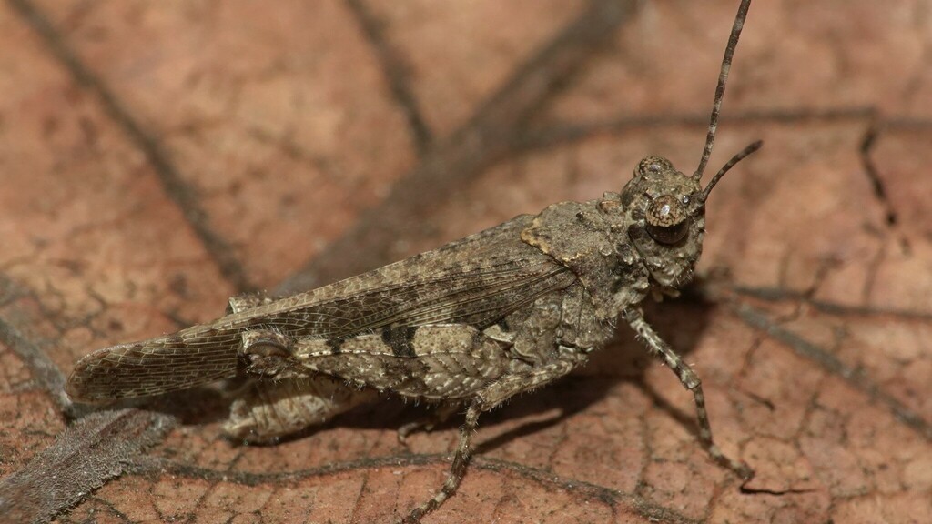 Carinate Locust from Ovalekar Wadi Butterfly Garden, Thane on April 7 ...