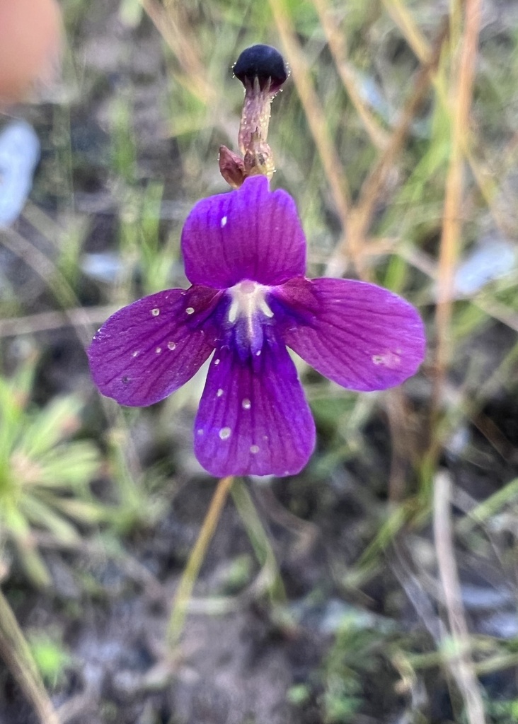 Vandellia lobelioides in April 2024 by Nick Volpe · iNaturalist