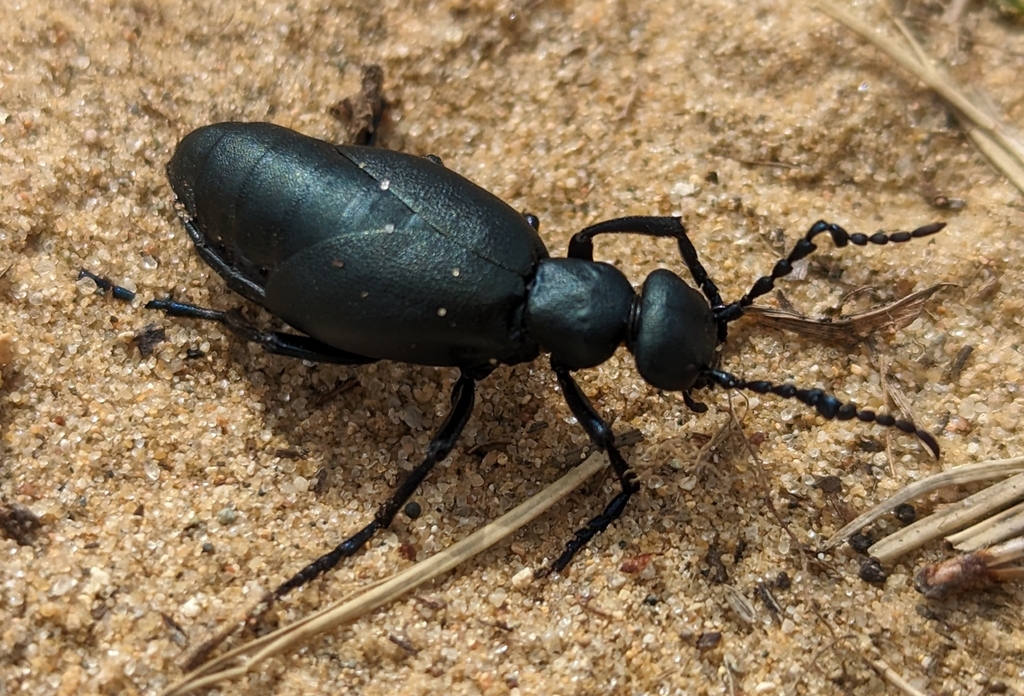 Oil Beetles from Whitehouse, OH 43571, USA on April 8, 2024 at 01:56 PM ...