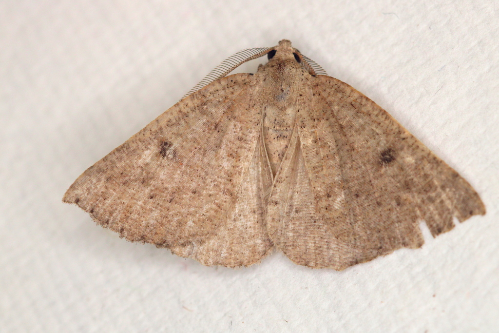 Cape Moths from Sydney NSW, Australia on April 8, 2024 at 11:48 AM by ...