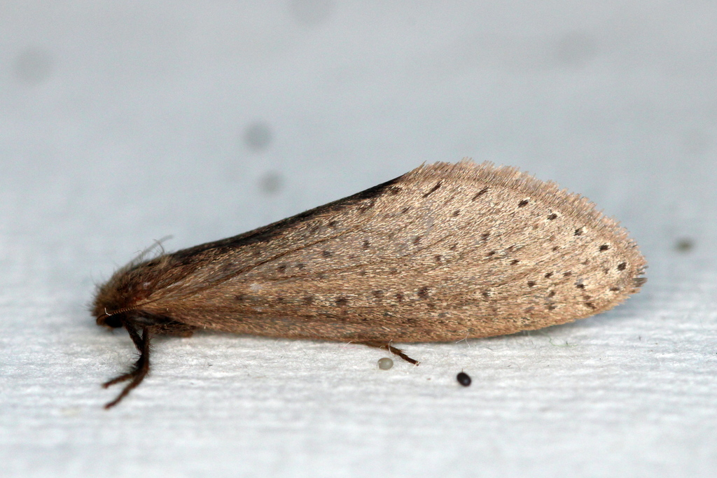 Fraus simulans from Sydney NSW, Australia on April 8, 2024 at 07:55 AM ...