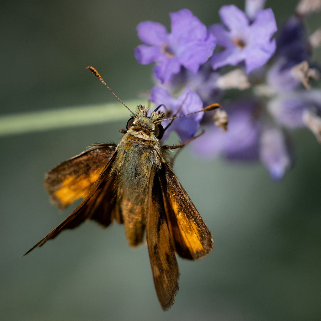 Woodland Skipper in September 2023 by Claus Giloi · iNaturalist