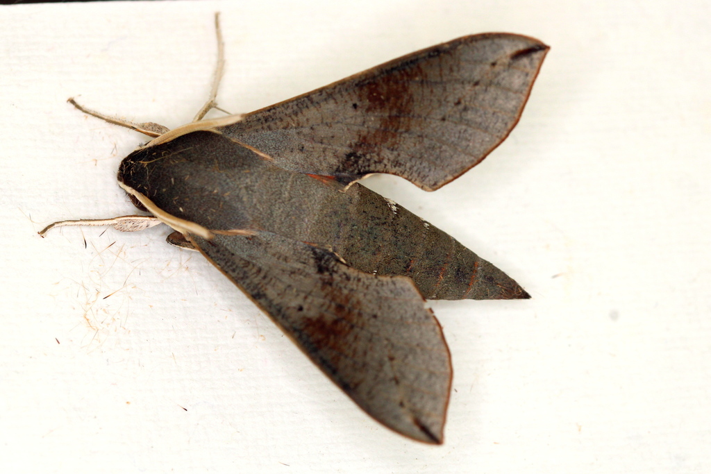 Coprosma Hawk Moth from Sydney NSW, Australia on April 8, 2024 at 10:13 ...